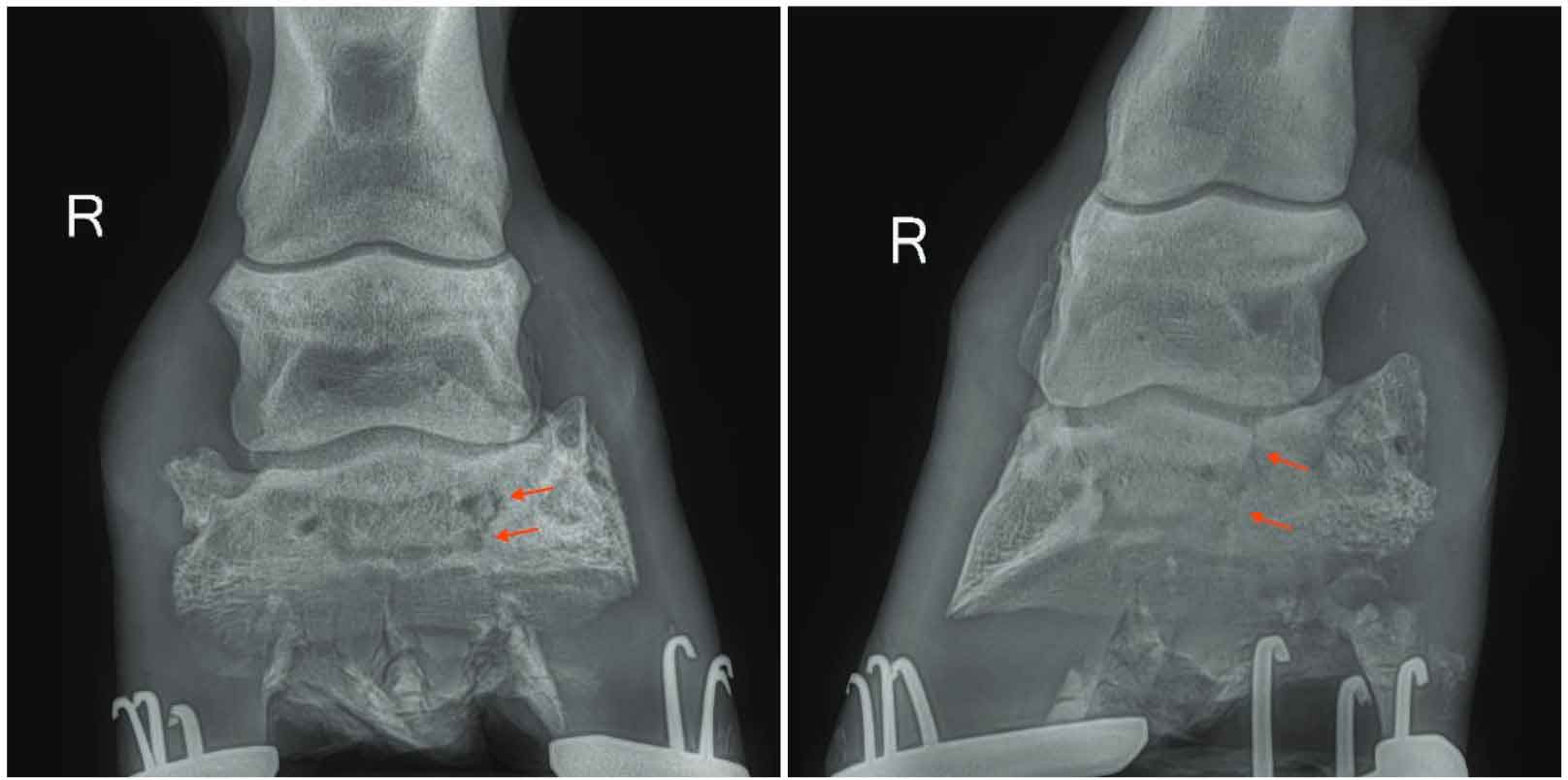 Case Study: Dinky Got Smashed